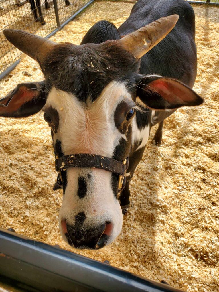 Neal Communities Donates $5,000 to Sponsor Manatee County Fair - Neal ...